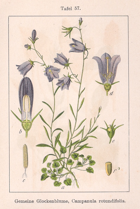 FLORON > Activiteiten > Cursussen > Basiscursus Flora