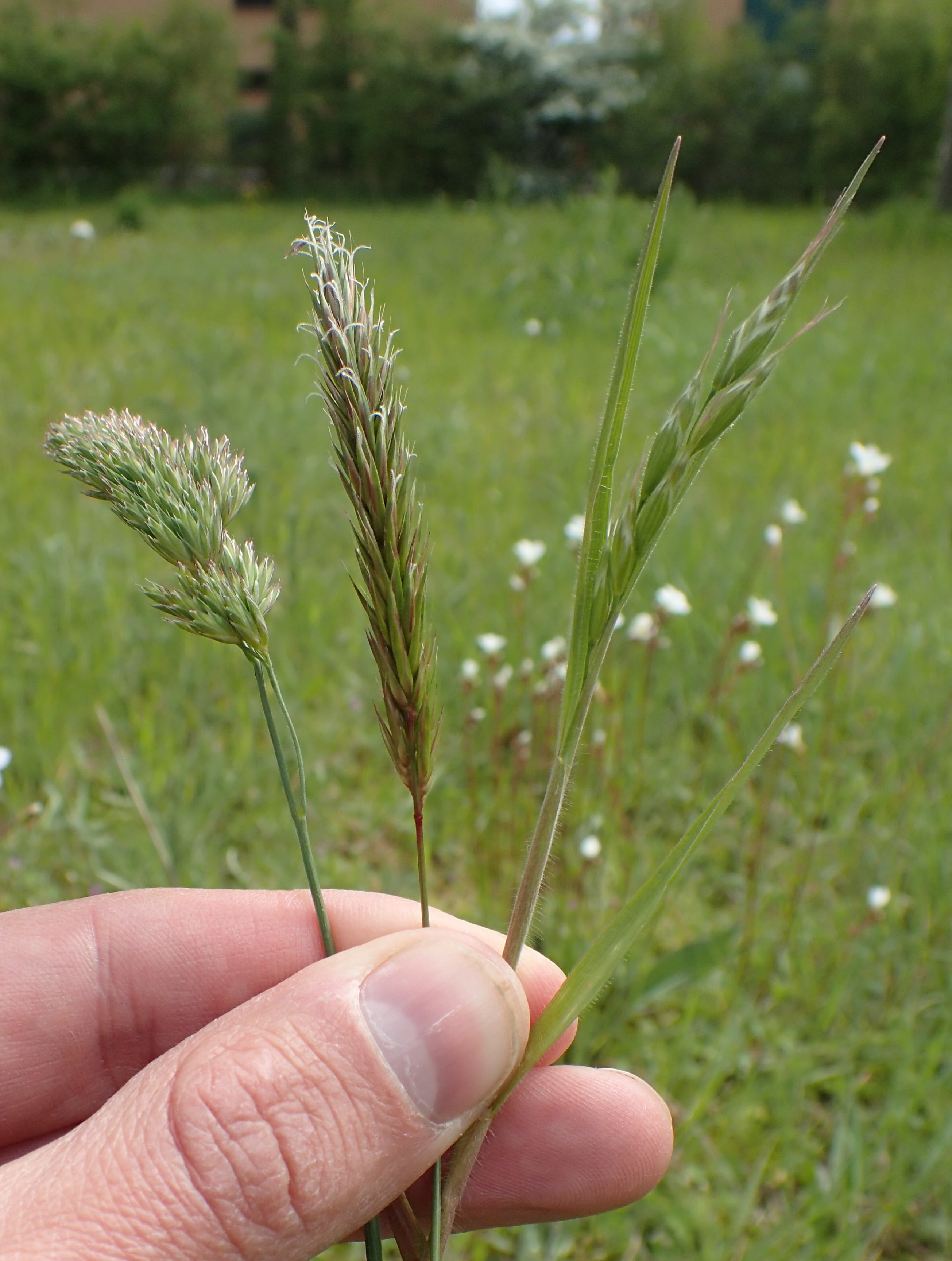 FLORON > Actueel > Cursussen > Cursus Grassen Herkennen